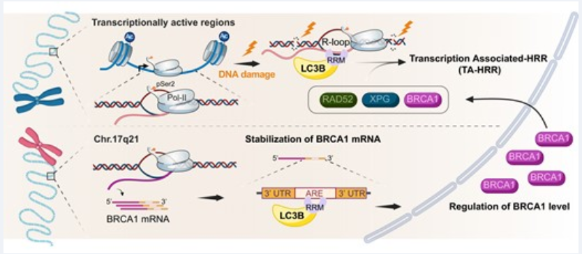 'LC3B' 단백질의 새로운 발견